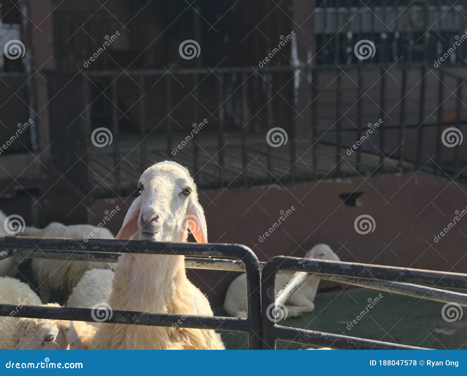 Furry sheep stock photo. Image of goat, enjoying, enjoyment - 188047578