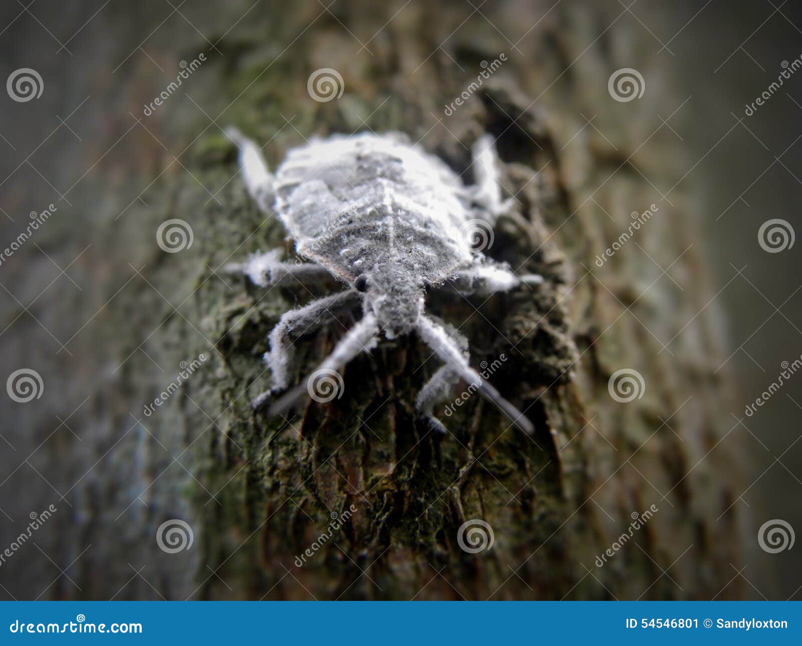 Furry Shield Bug nymph 1 stock image. Image of hairy - 54546801