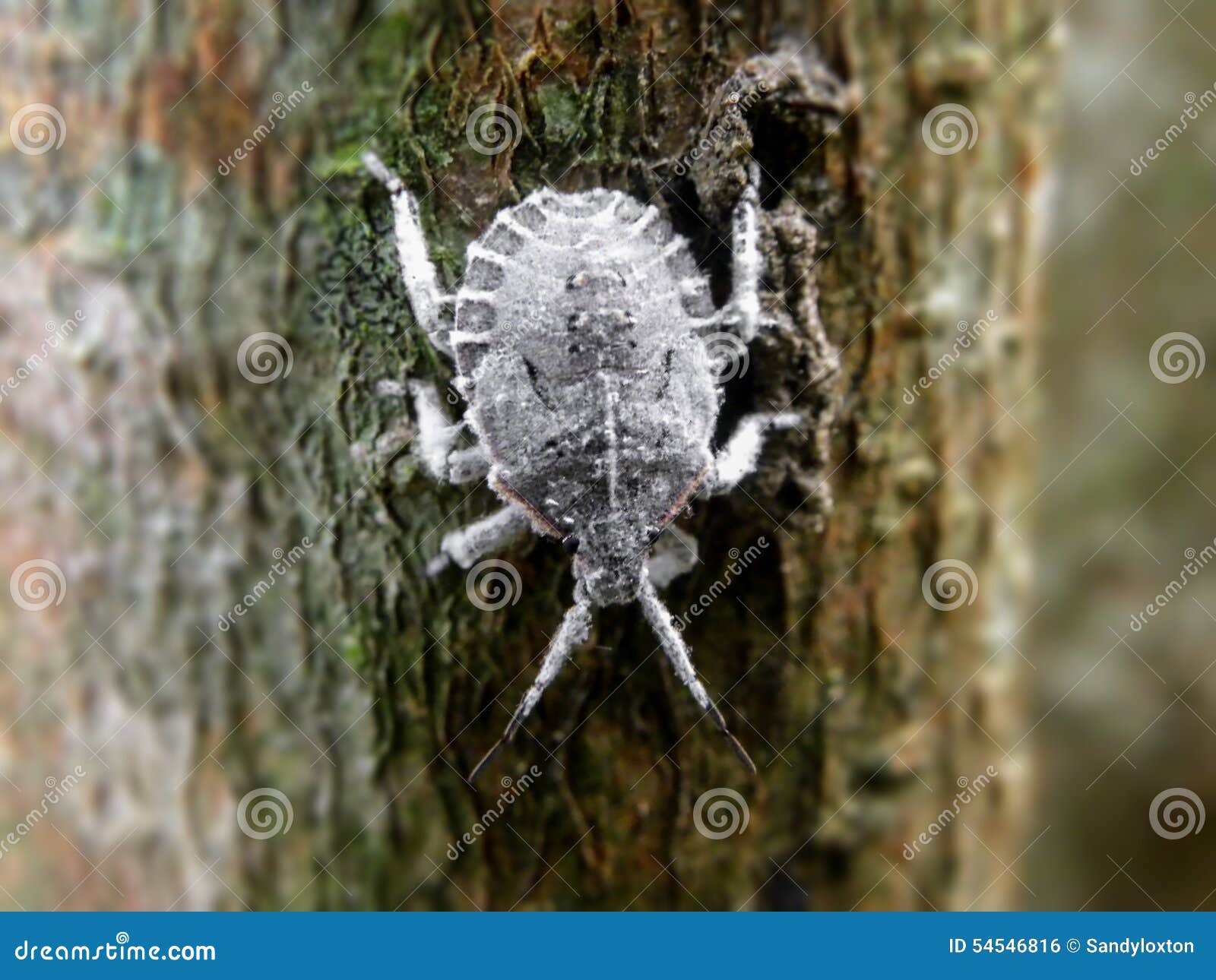 Furry Shield Bug nymph 2 stock photo. Image of bark, bugs - 54546816