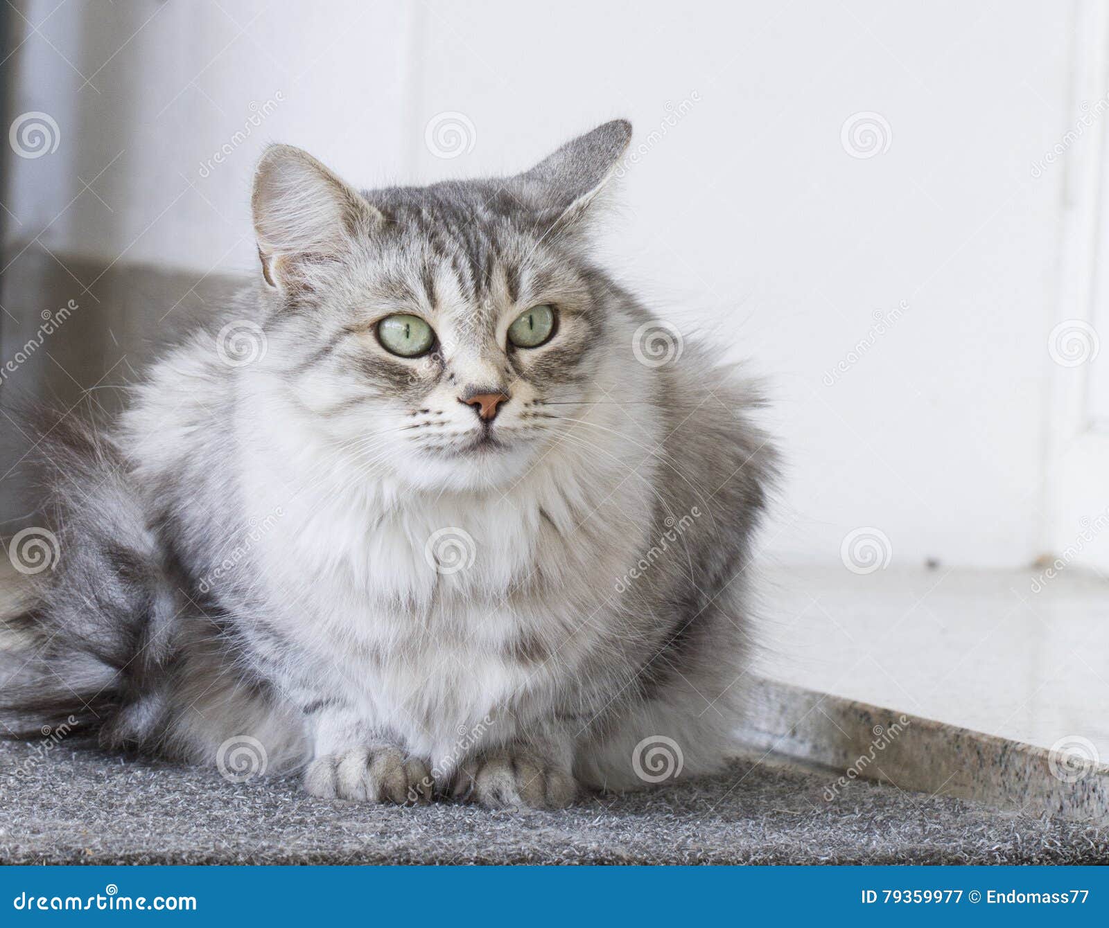 Furry Silver Siberian Cat in the Garden Stock Image - Image of cleaning ...