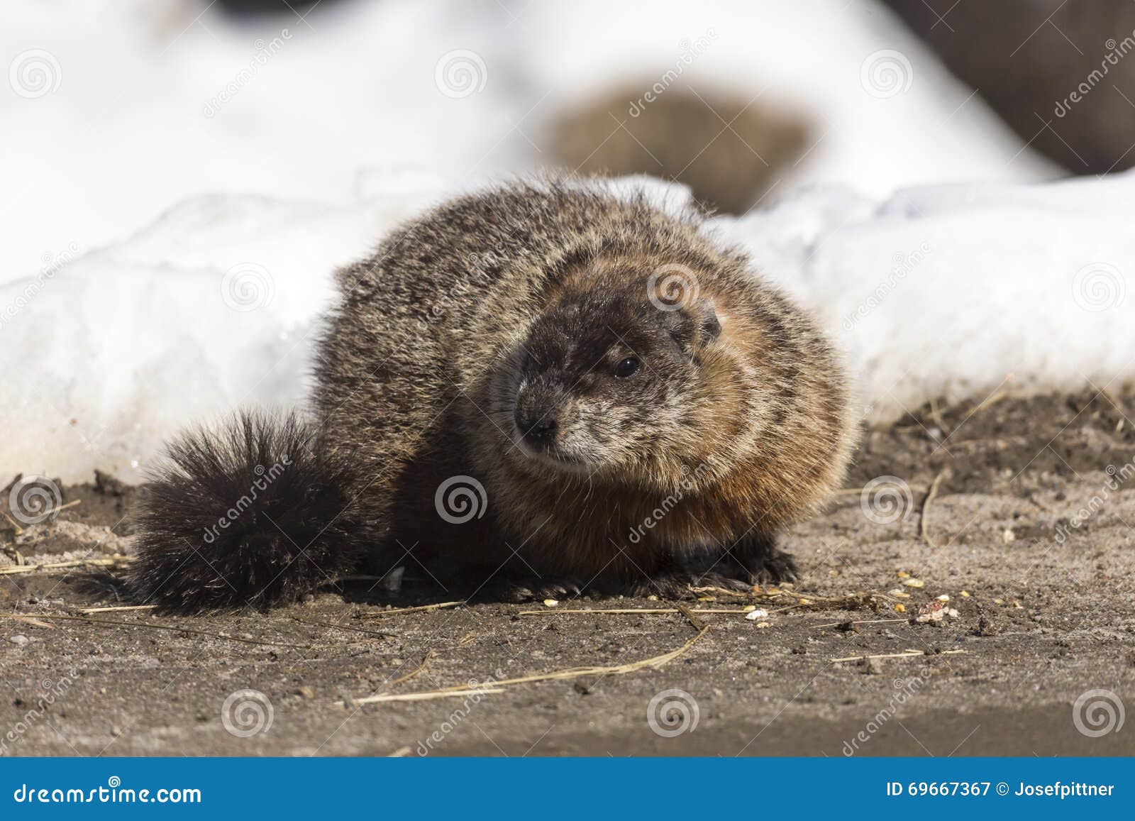 A Furry Small Animal in a Winter Scene Stock Image - Image of bear ...