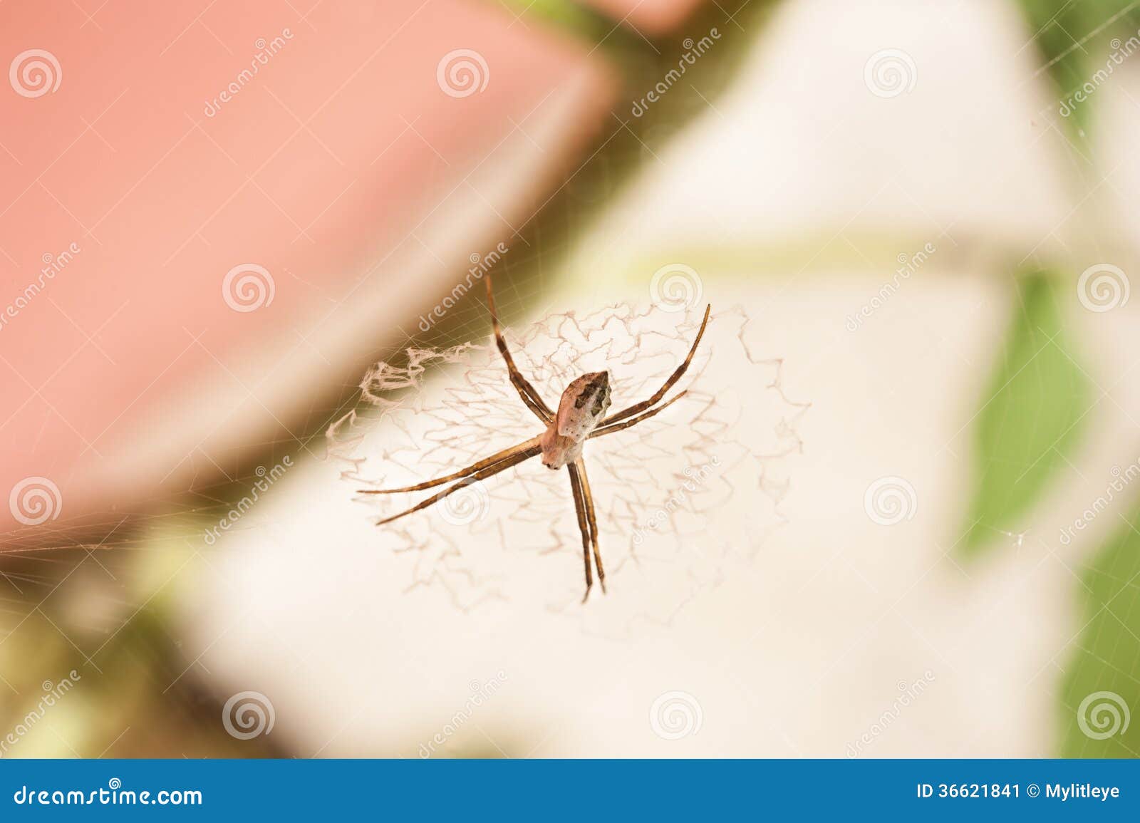 Furry Spider stock image. Image of white, furry, beige - 36621841