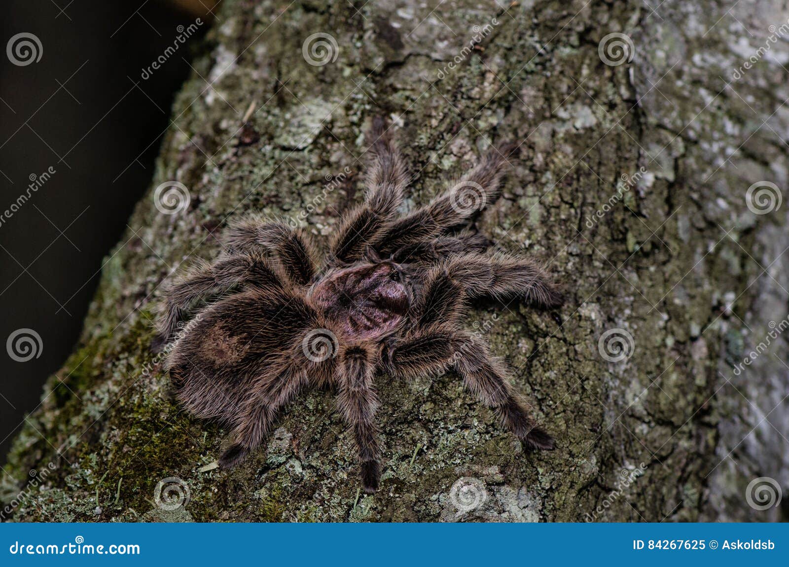 Furry Tarantula Alfresco Walking Along The Tree Trunk Stock Image ...