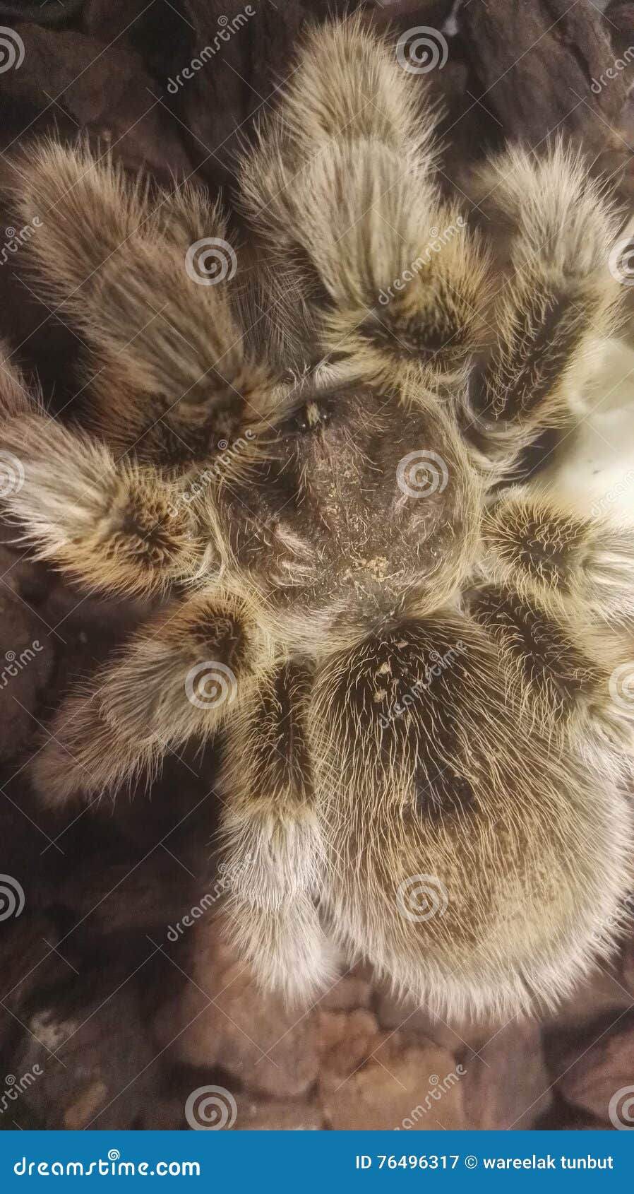 Furry Tarantula Alfresco Walking Along The Tree Trunk Stock Image ...