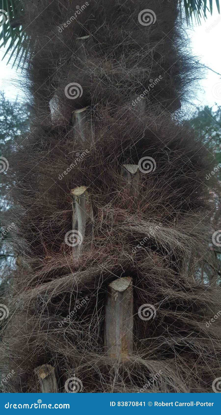 Furry tree stock image. Image of tree, branches, furry - 83870841