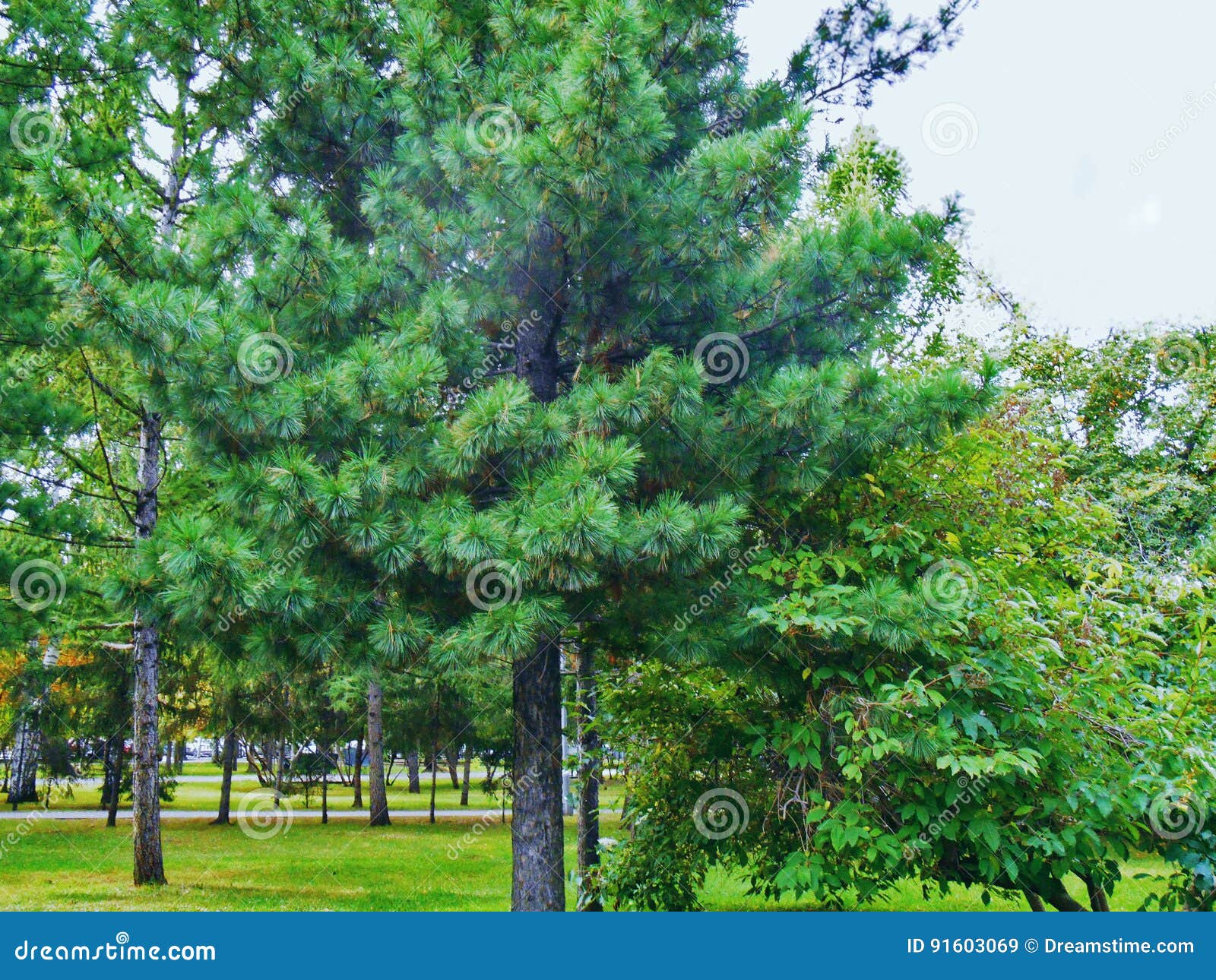 Furry trees in the Park stock image. Image of illuminate - 91603069