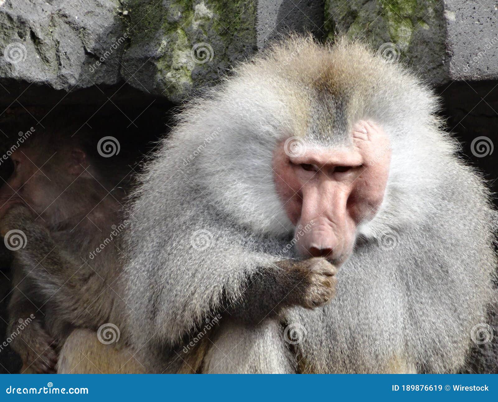 Furry White Baboon Monkey in the Zoo Stock Image - Image of face ...