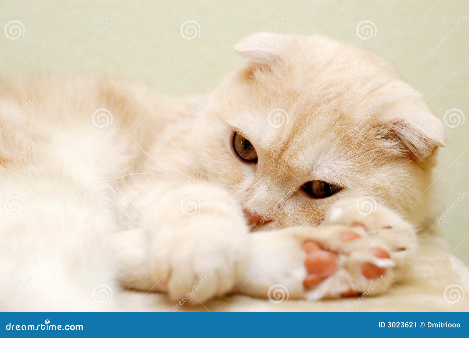 Furry white cat at rest stock image. Image of look, glaring - 3023621