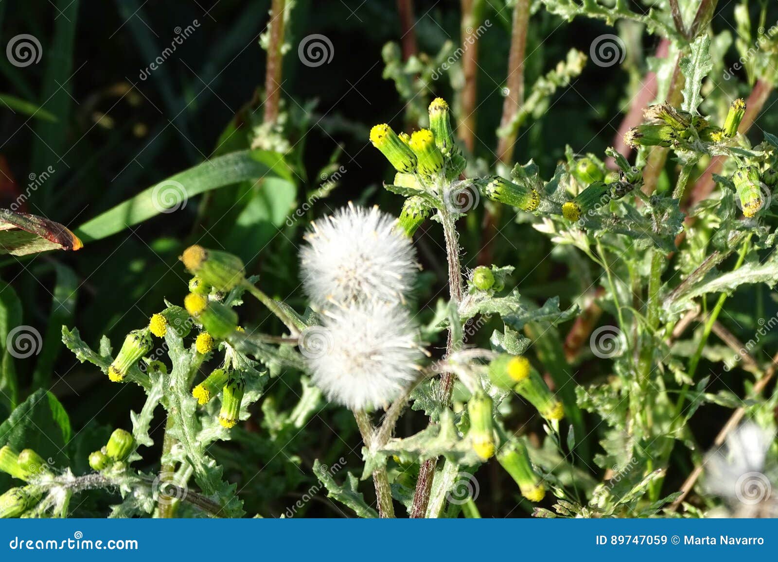 Furry White Flowers in Detail Stock Image - Image of flowers, water ...