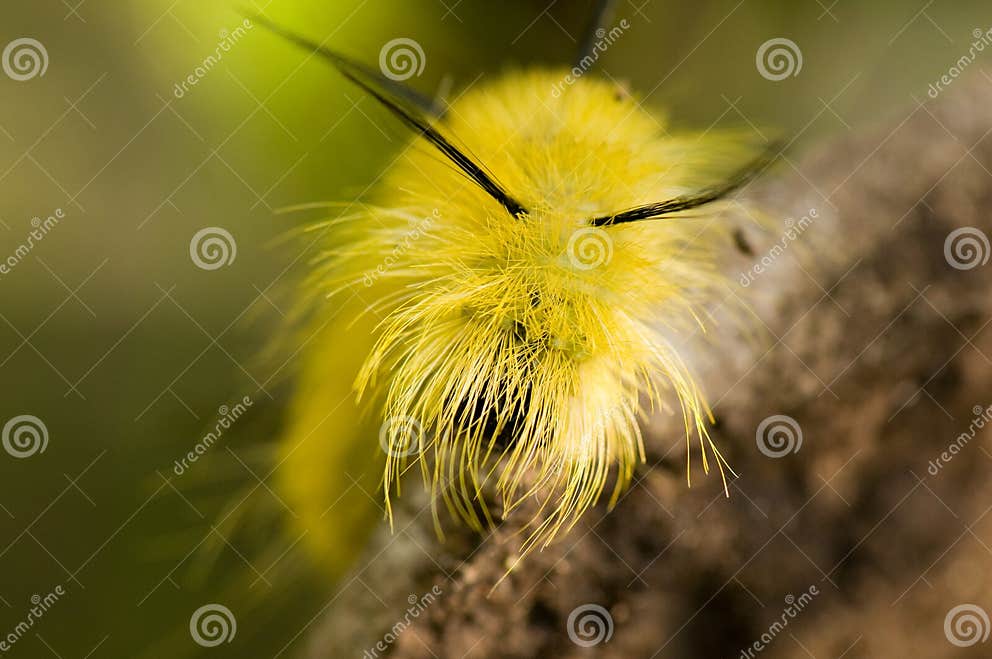 Furry yellow caterpillar stock photo. Image of furry - 26754432