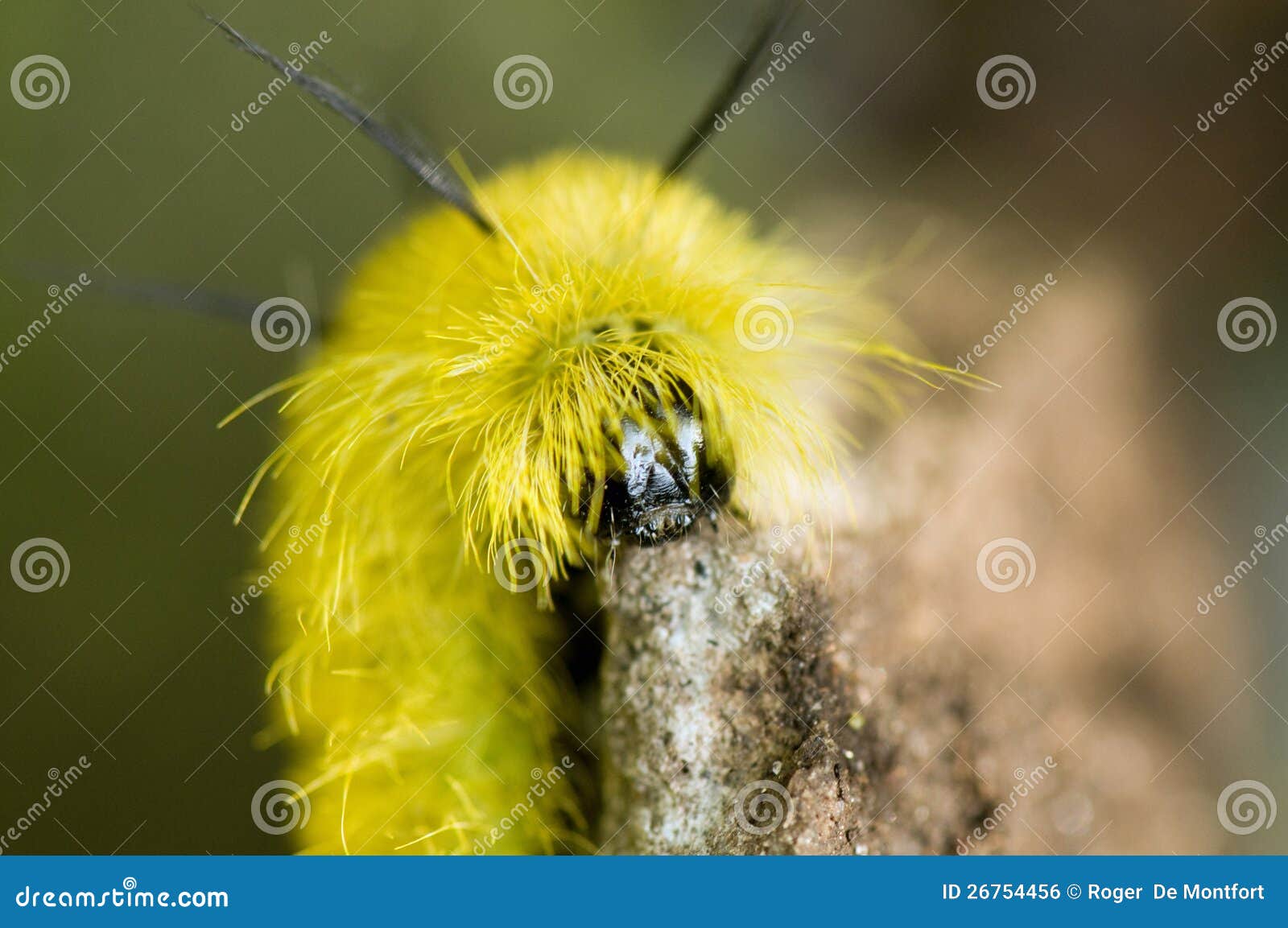 Furry Yellow Caterpillar Face Stock Photo - Image of wildlife, detail ...