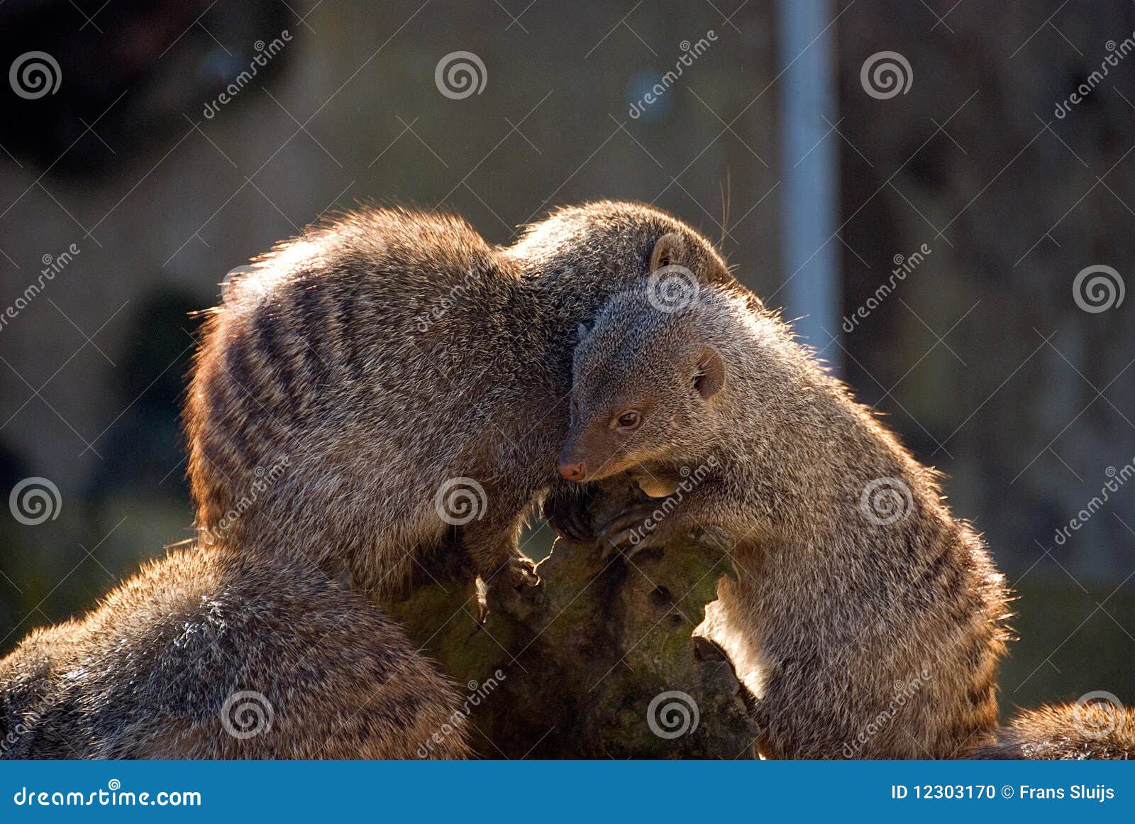 Furry Young Animals Hugging Stock Photo - Image of wildlife, cuddle ...