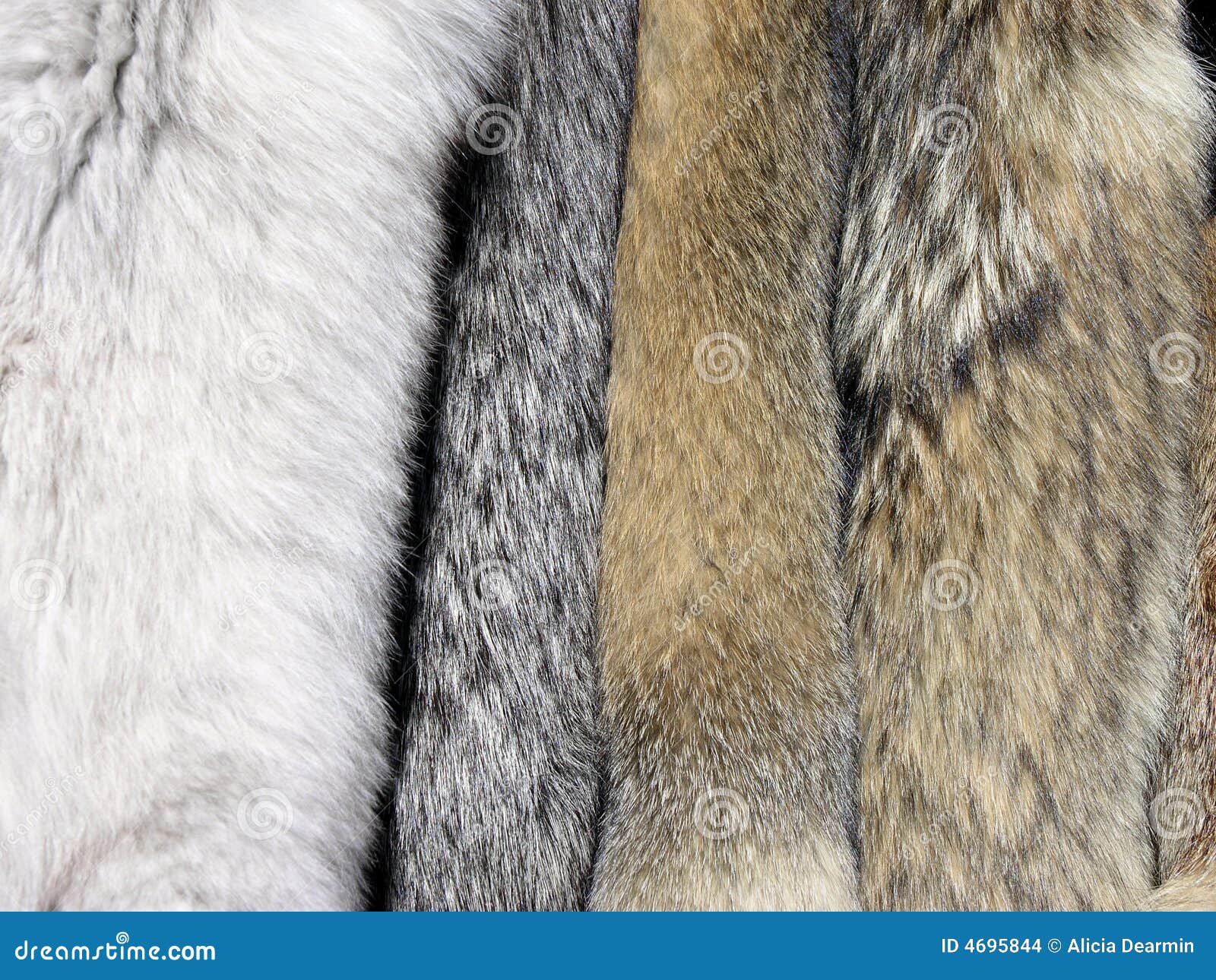 Furs stock photo. Image of texture, animals, animal, tanned - 4695844