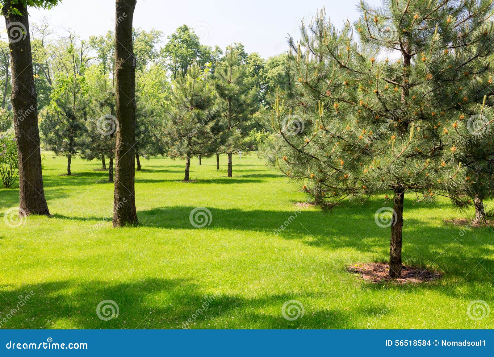 Furs garden stock photo. Image of seasonal, greenery - 56518584