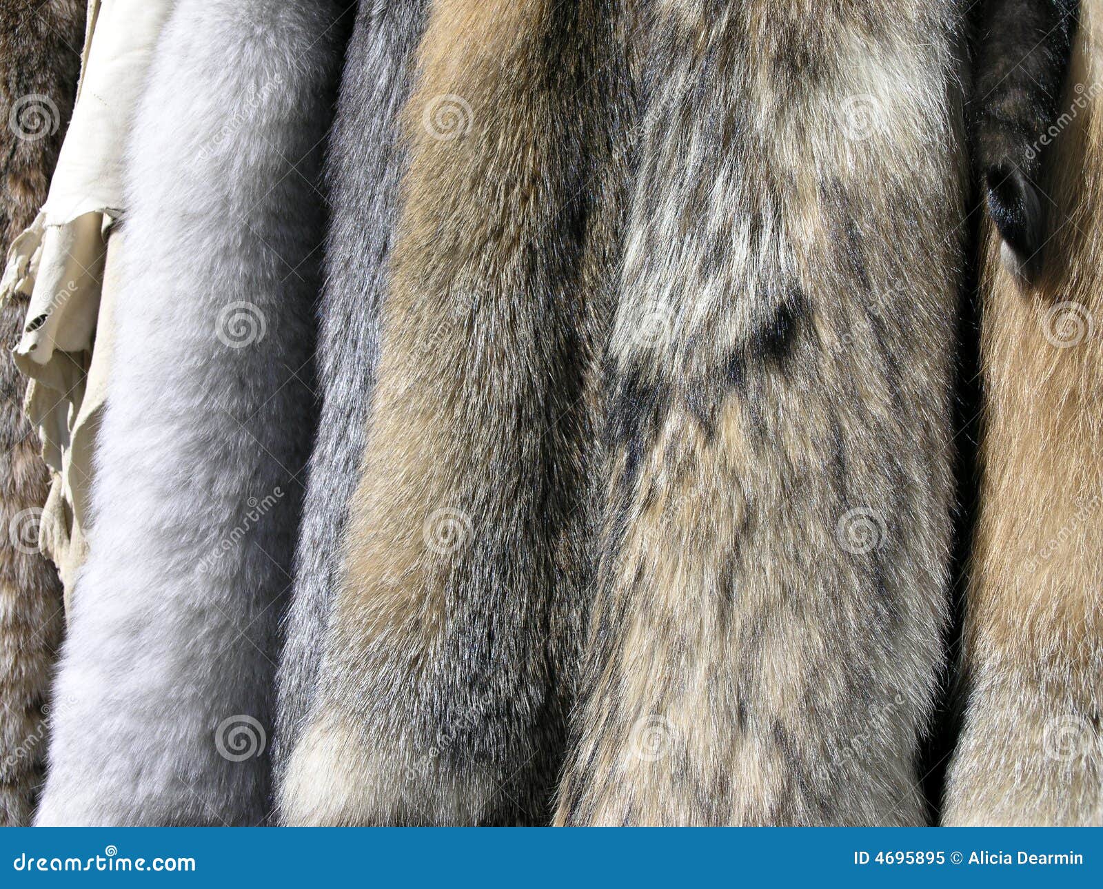 Furs and Skins stock image. Image of brown, coyote, coat - 4695895