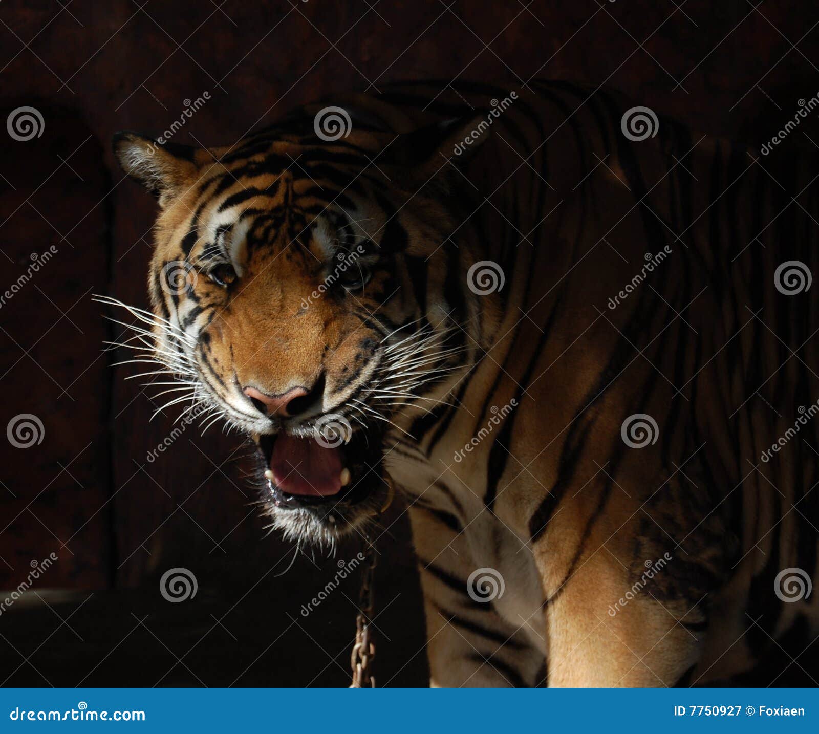 The fury on the chain stock image. Image of chain, nuch - 7750927