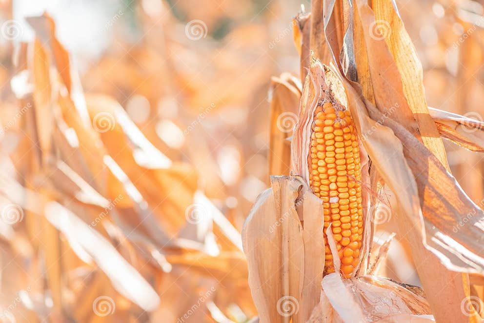 Fusarium Corn Ear Rot Damage. Most Common Maize Disease Stock Image ...