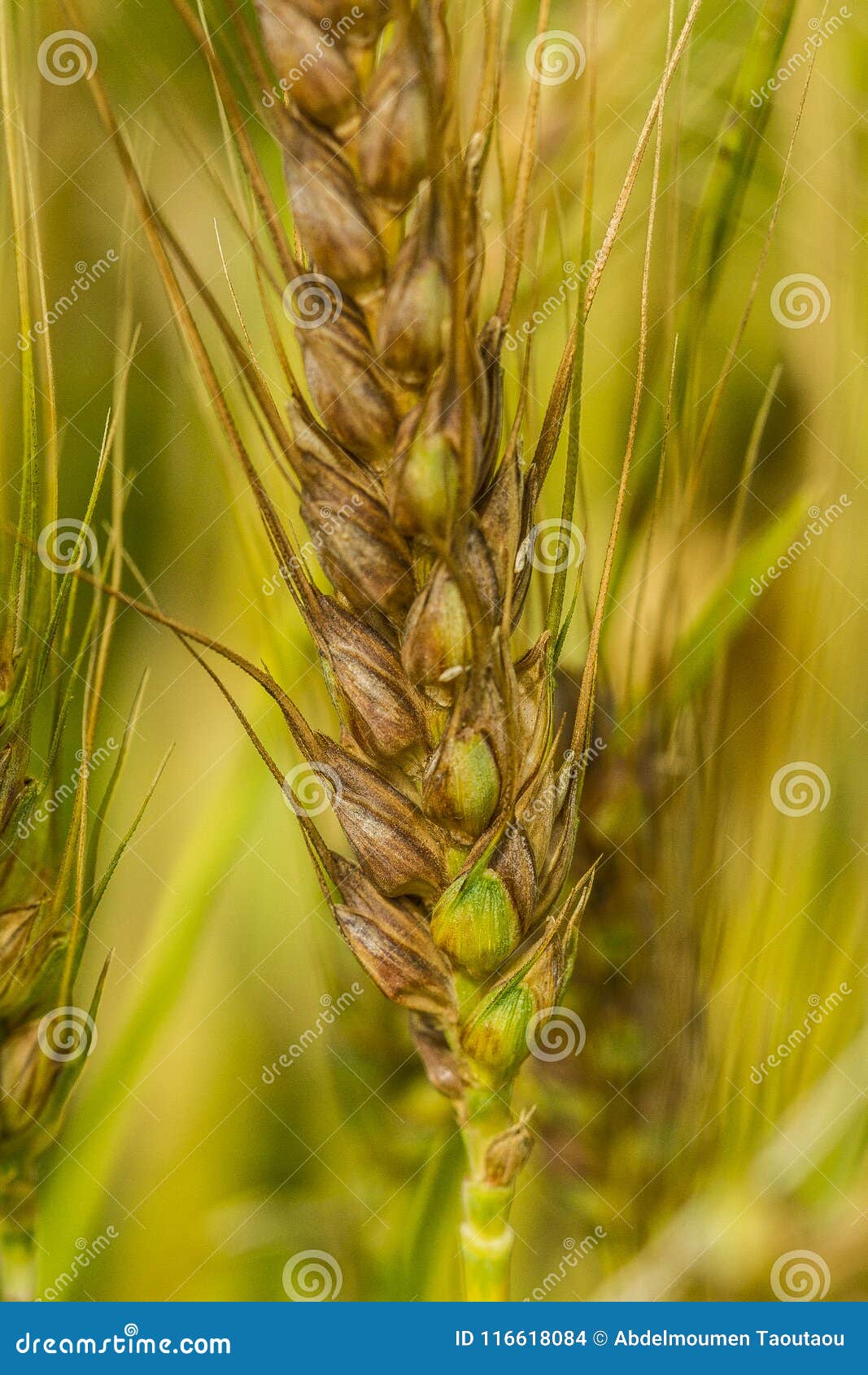 Fusarium head blight stock photo. Image of curl, food - 116618084