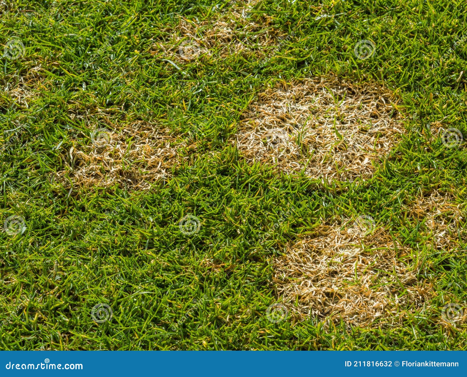 Fusarium Patch Lawn Disease - Microdochium Nivale or Snow Mold Stock ...