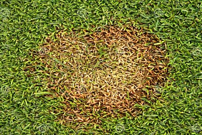 Fusarium Patch Michrodochium Nivale. Stock Image - Image of fusarium ...