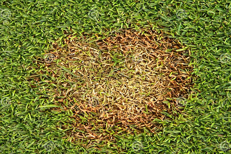 Fusarium Patch Michrodochium Nivale. Stock Image - Image of fusarium ...