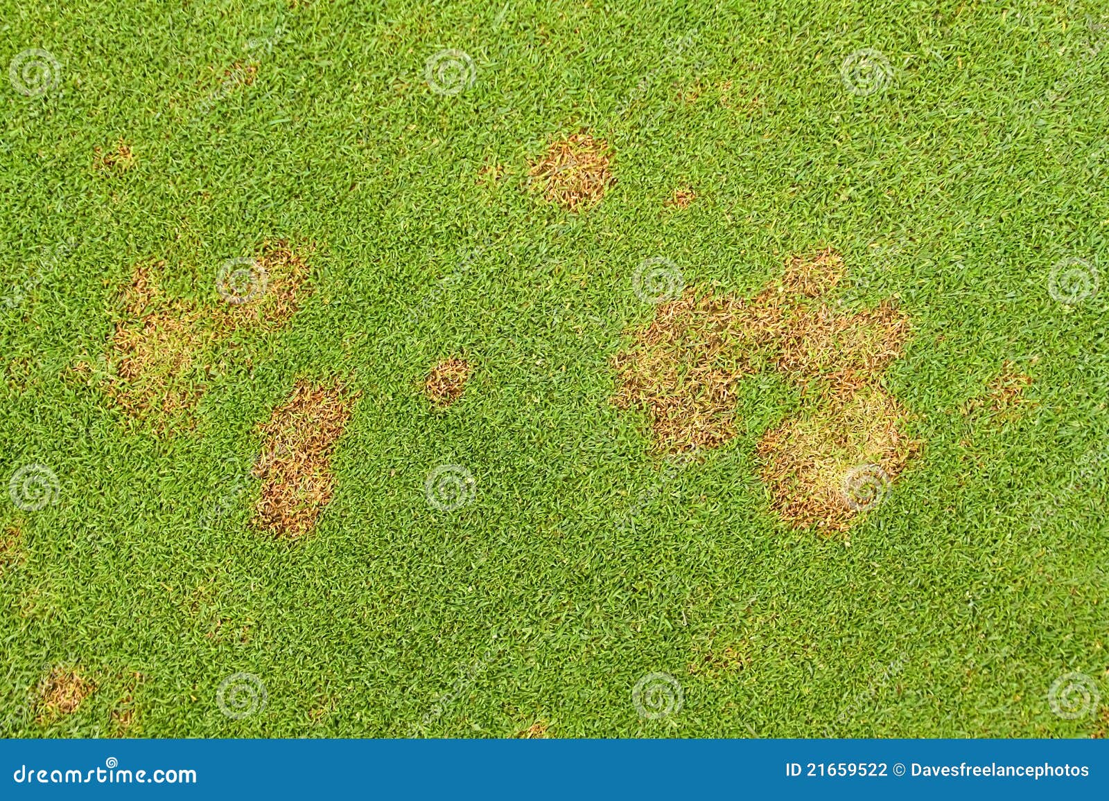 Fusarium Patch Michrodochium Nivale. Stock Photo - Image of fusarium ...