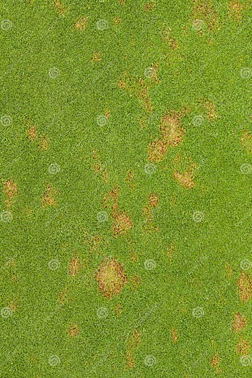 Fusarium Patch Michrodochium Nivale. Stock Image - Image of greens ...