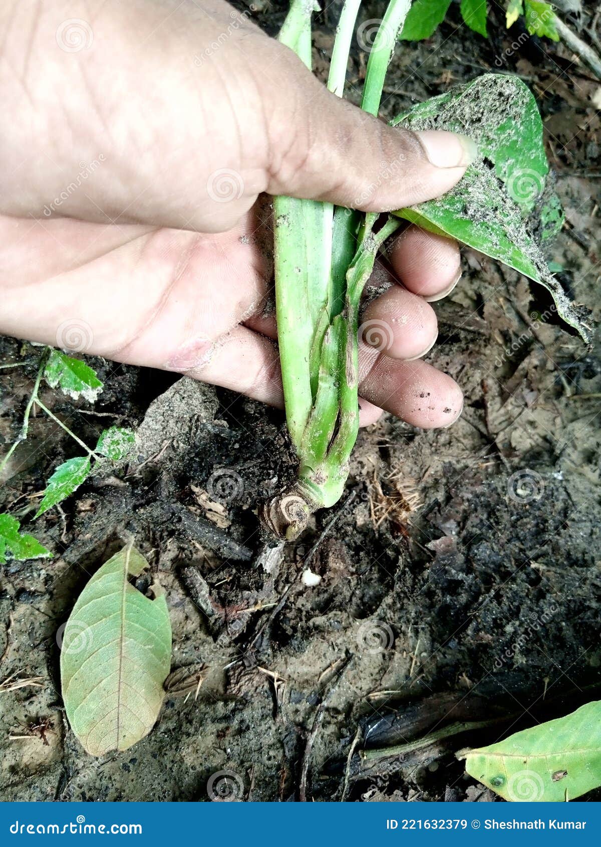 Fusarium Uprooting Tree Saplings in Hand Stock Image - Image of plant ...