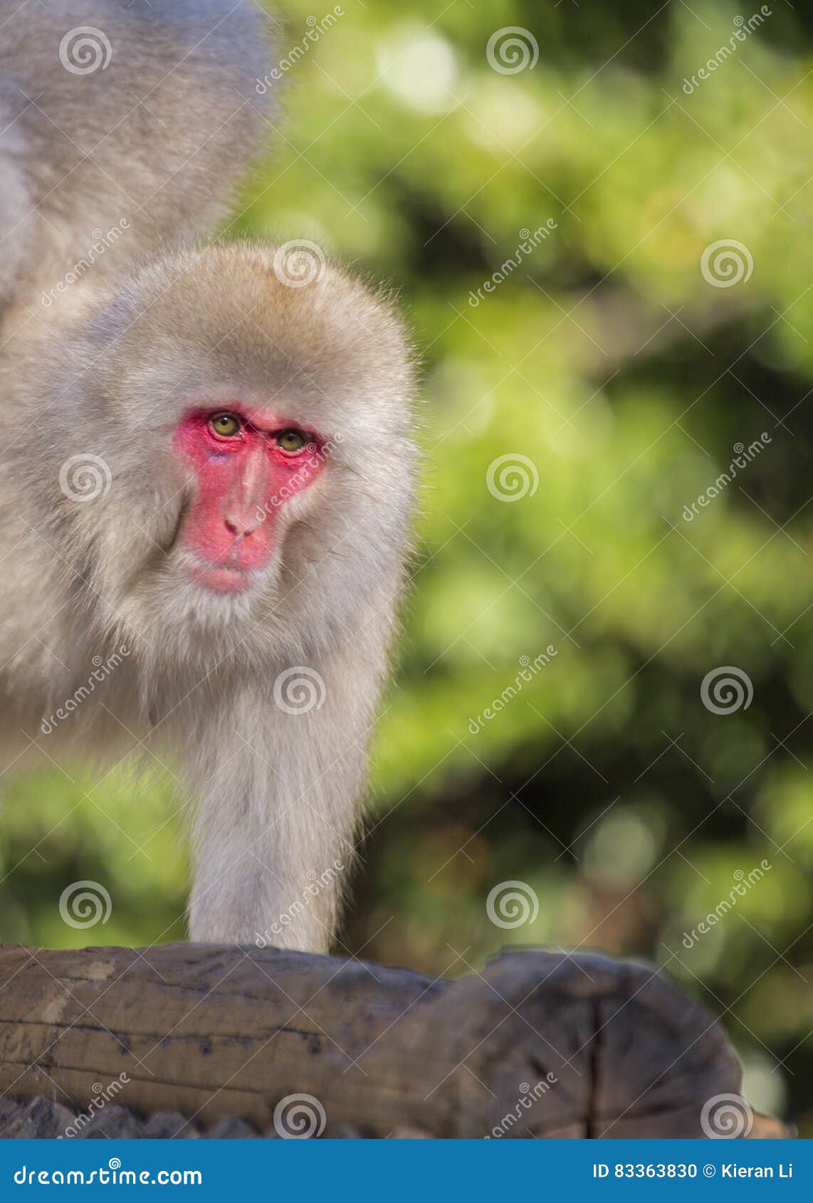 Fuscata Giapponese Del Macaca Del Macaco Fotografia Stock - Immagine di ...