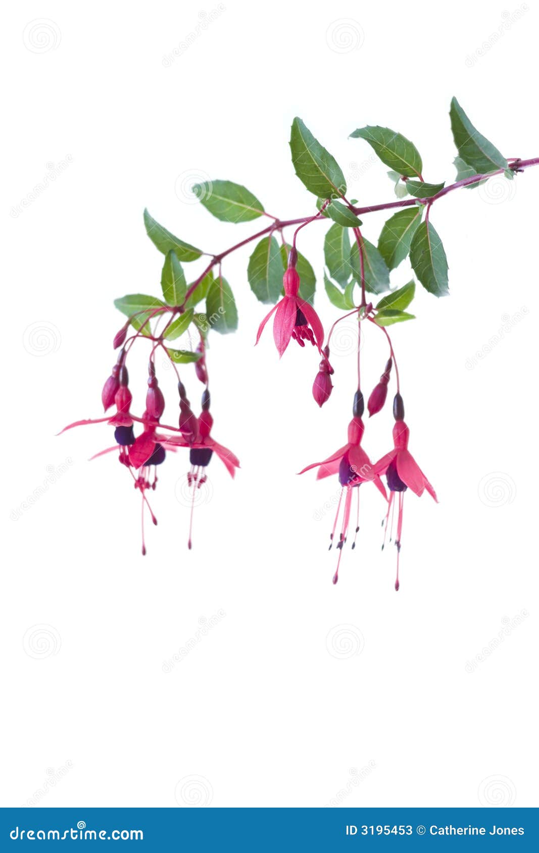 Fuschia stock image. Image of head, natural, pink, nature - 3195453