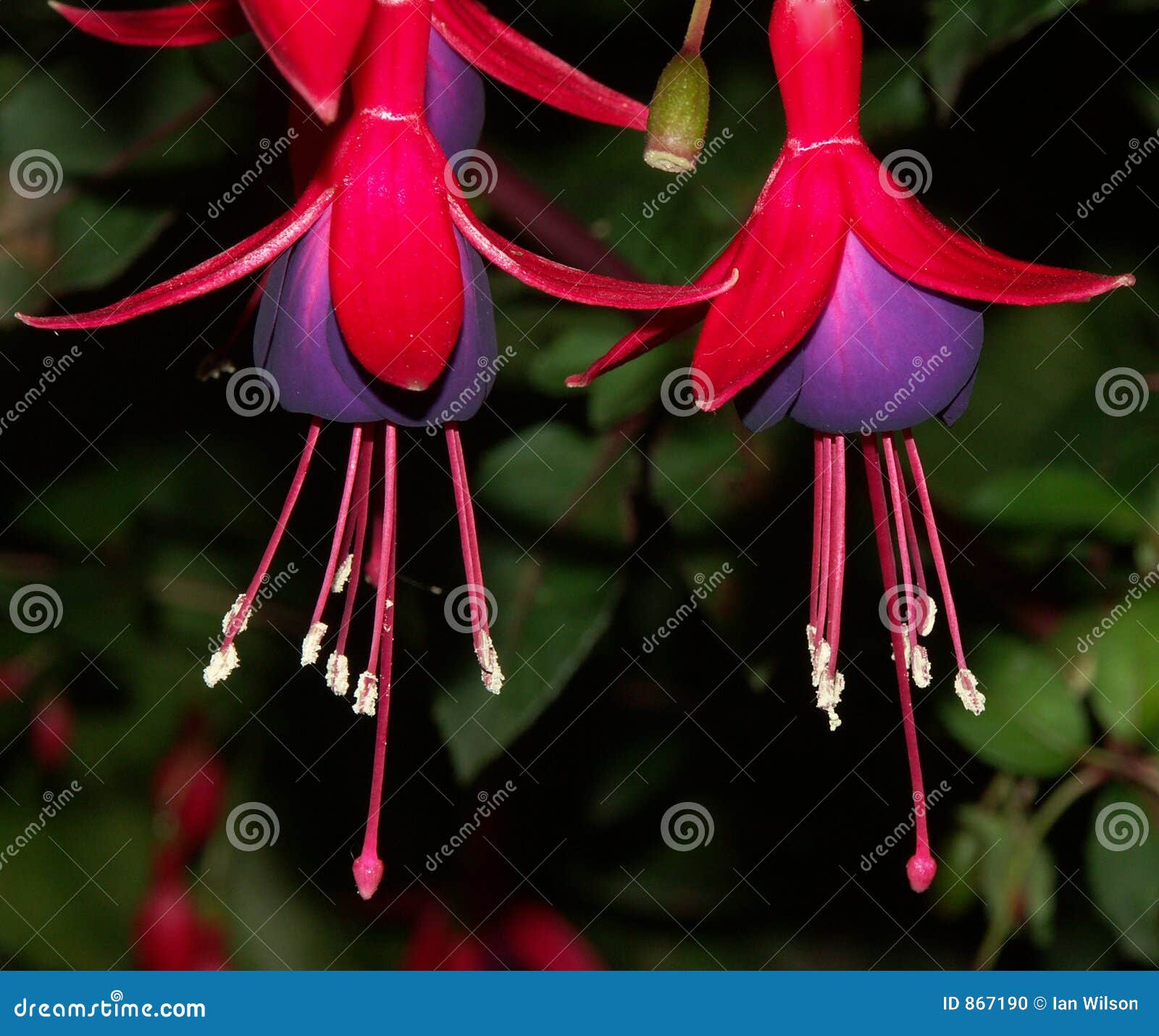Fuschia stock photo. Image of flowering, pinfoldphotos - 867190