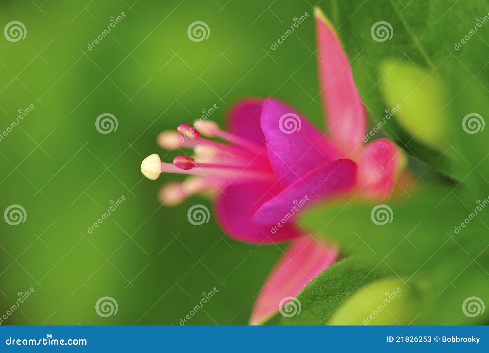 Fuschia bloom stock image. Image of focusing, pure, color - 21826253