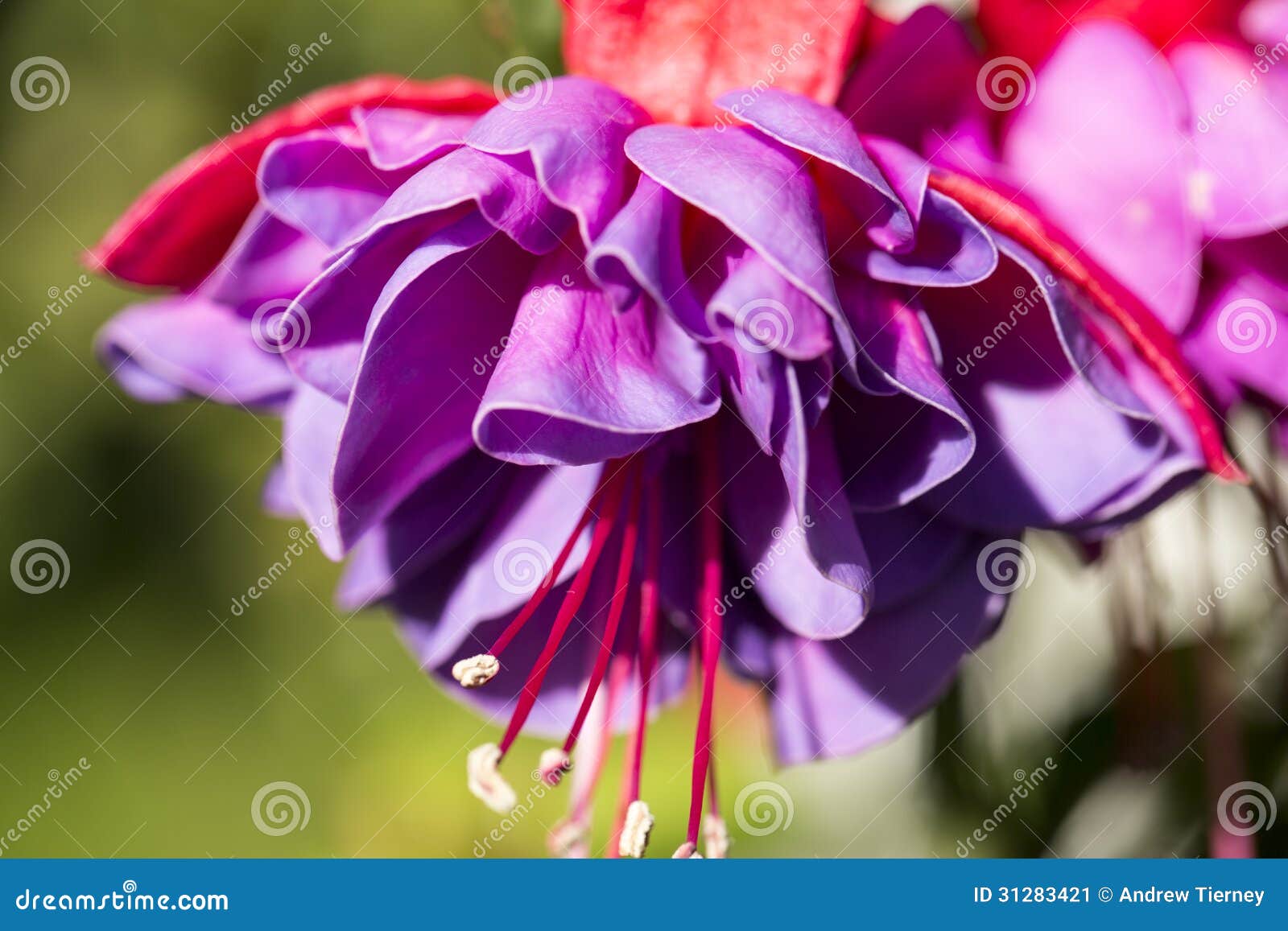Fuschia close up stock image. Image of flowers, closeup - 31283421