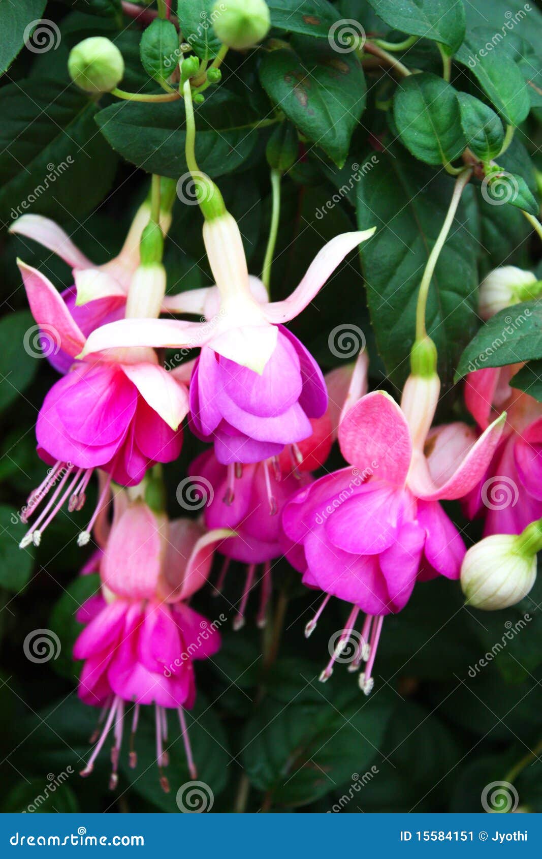 Fuchsia flowers stock image. Image of outdoor, garden - 15584151