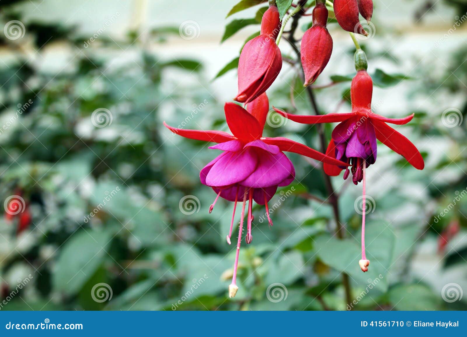 Fuschia Flowers stock photo. Image of fuschias, blossom - 41561710