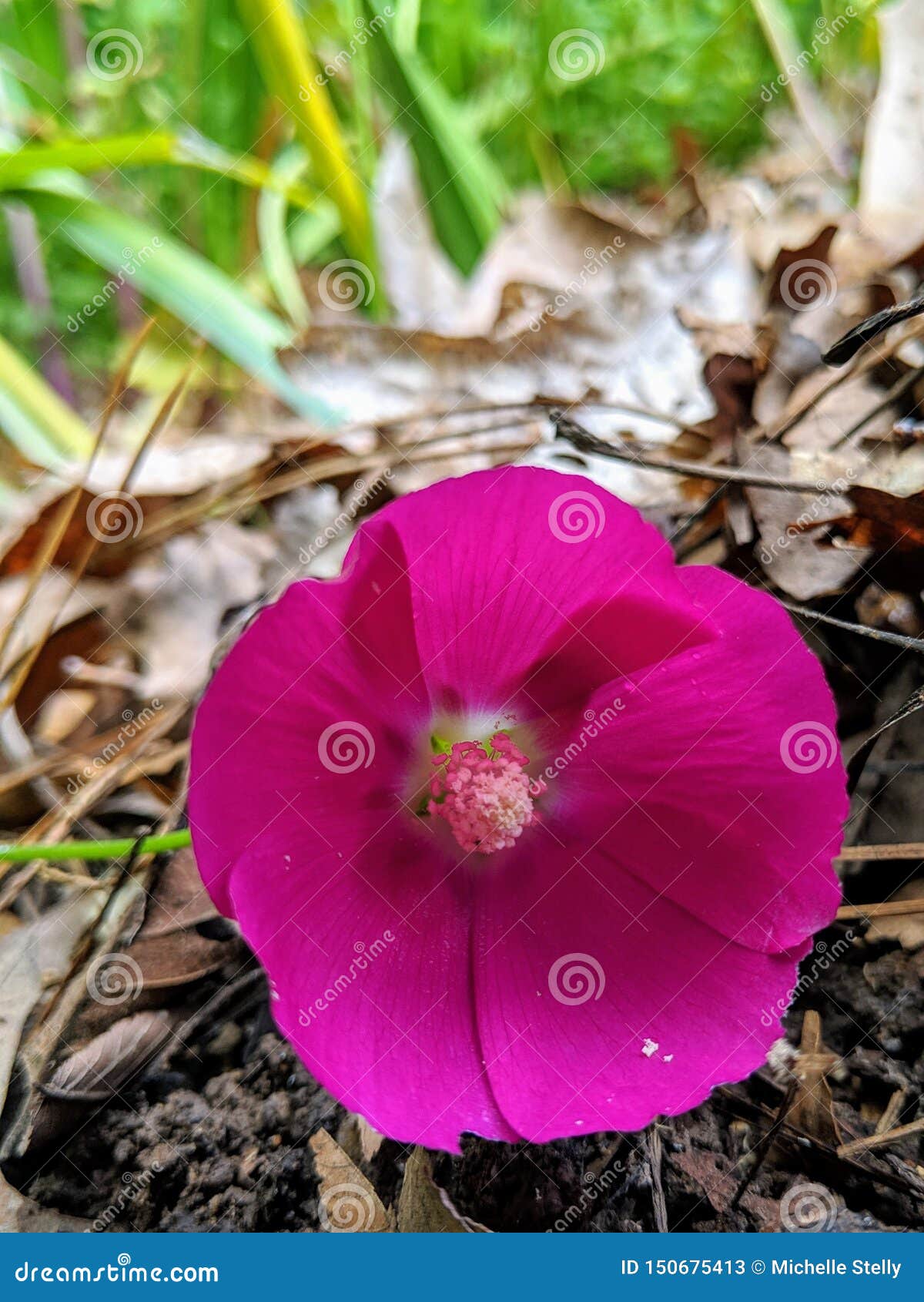 Fuschia ground flower stock image. Image of pink, fuschia - 150675413