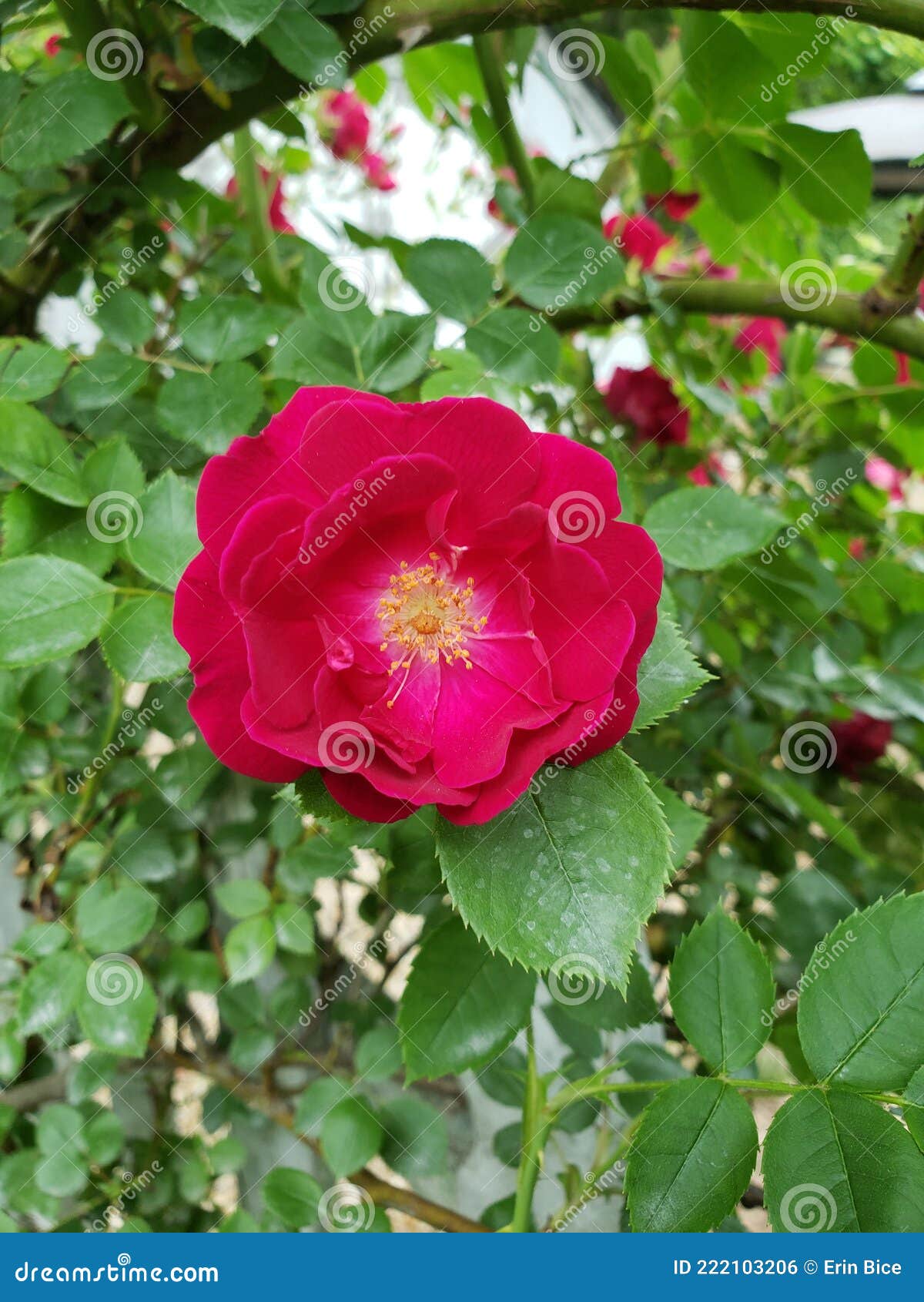 Fuschia Pink Purslane Full Bloom In The Morning With Green Leaves ...