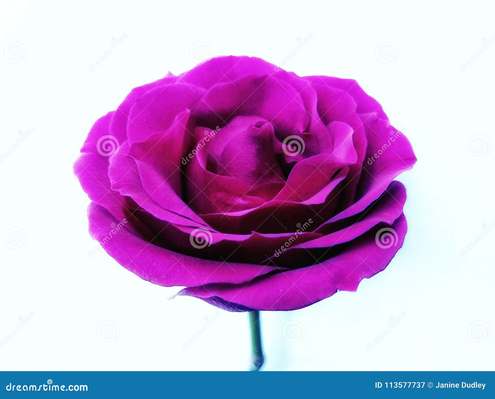 Fuschia rose stock image. Image of blooming, purple - 113577737