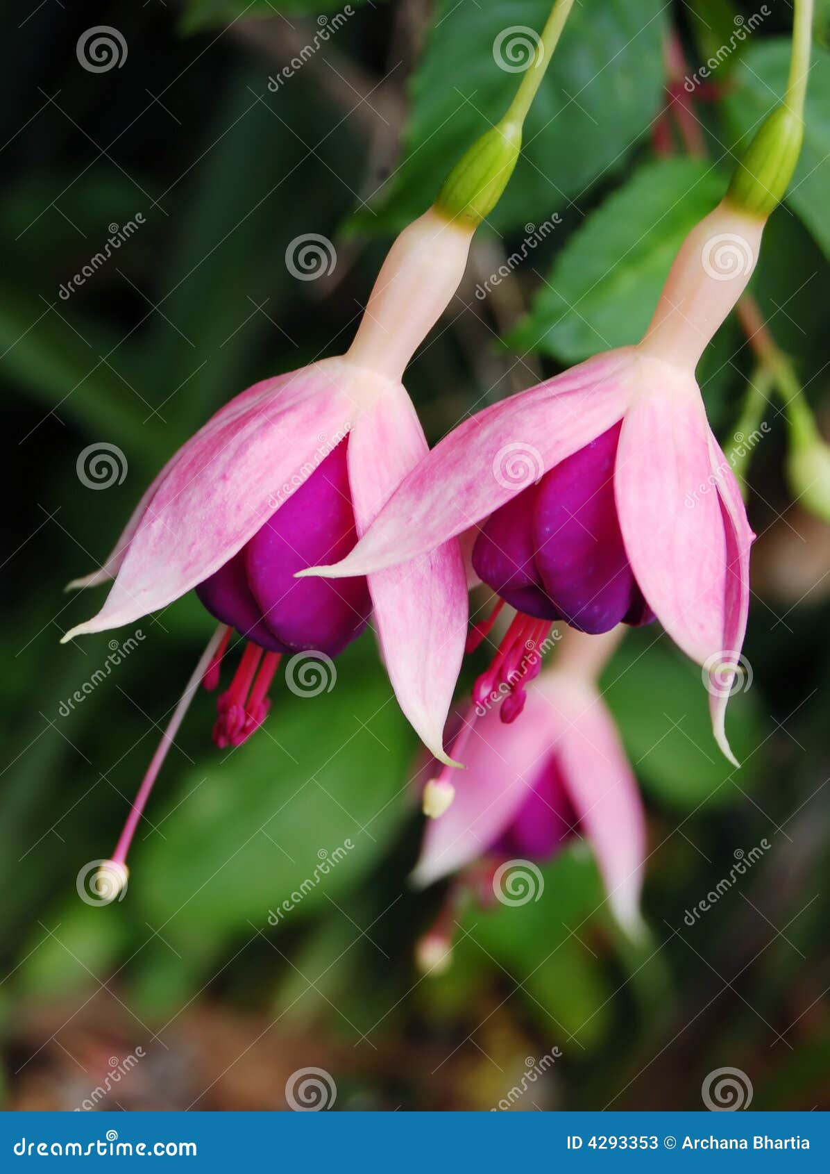 Fuscia stock image. Image of bright, purple, spring, flower - 4293353