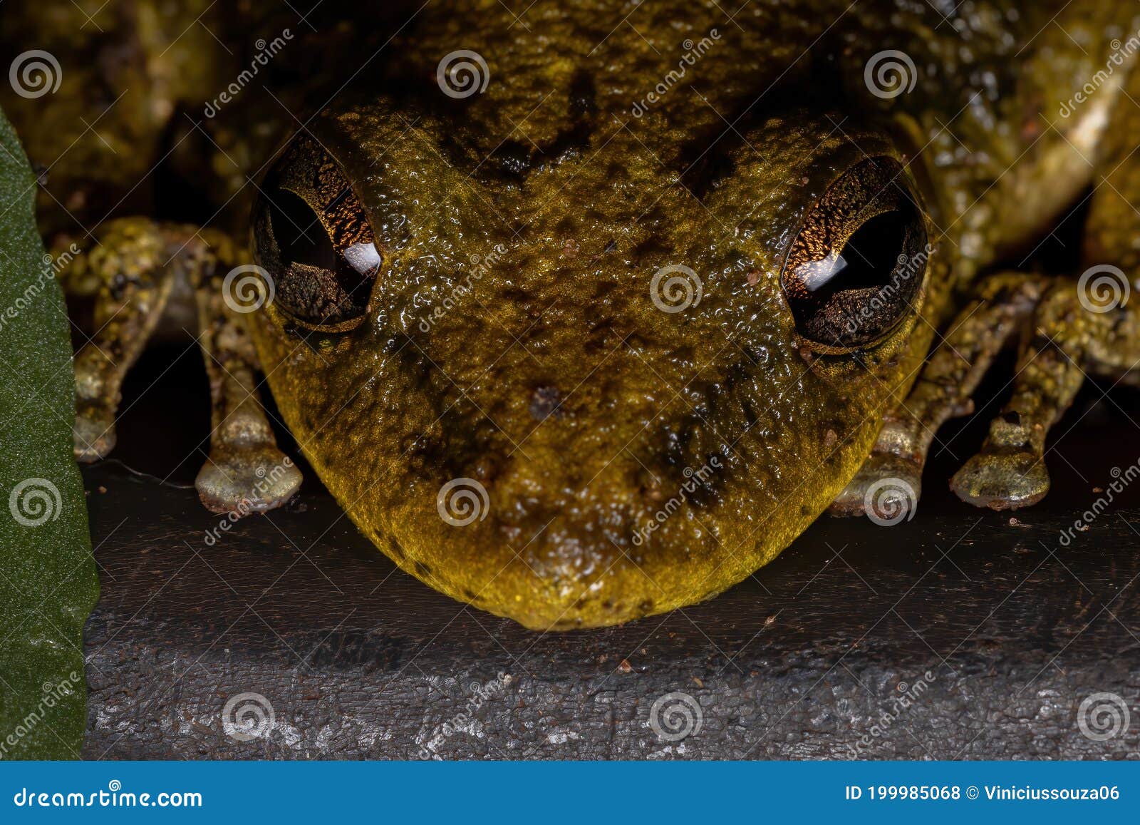 Fuscous-blotched Snouted Tree Frog Stock Photo - Image of scinax ...