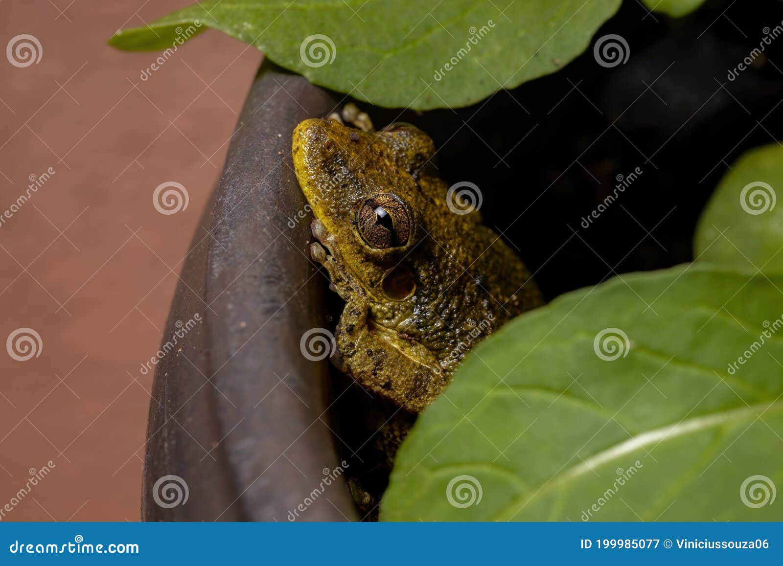 Fuscous-blotched Snouted Tree Frog Stock Image - Image of fuscovarius ...