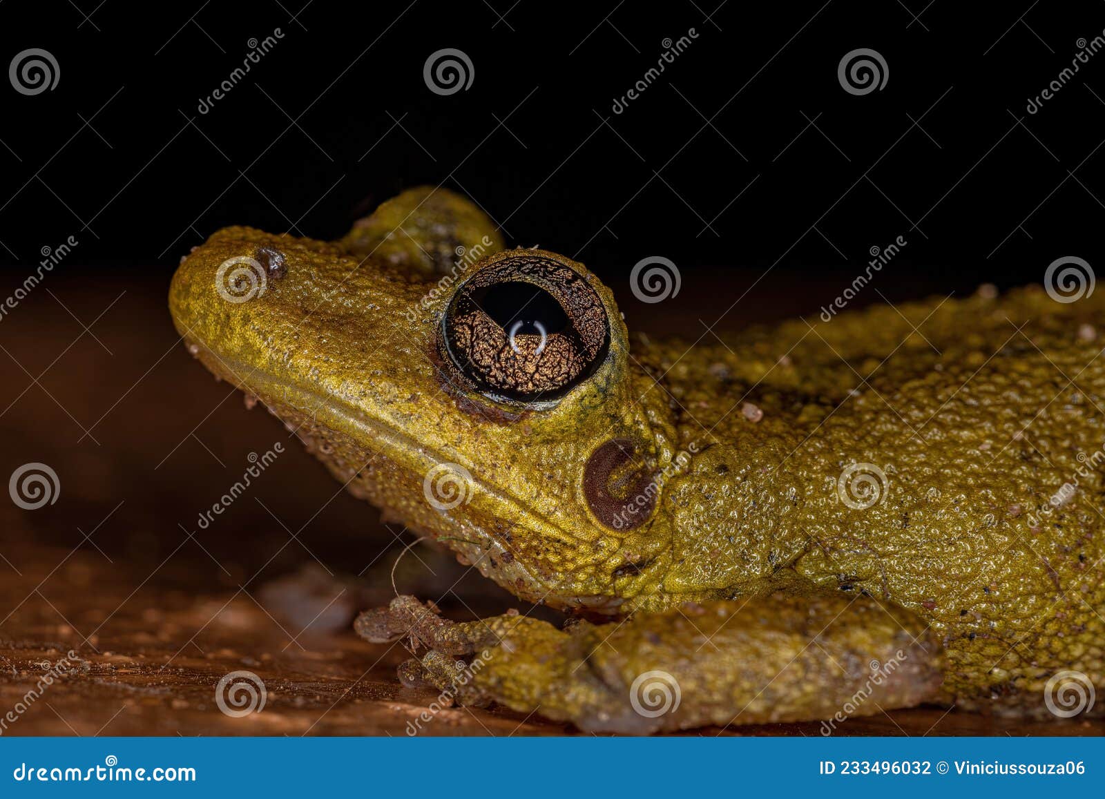 Fuscous-blotched Snouted Tree Frog Stock Photo - Image of wild, macro ...