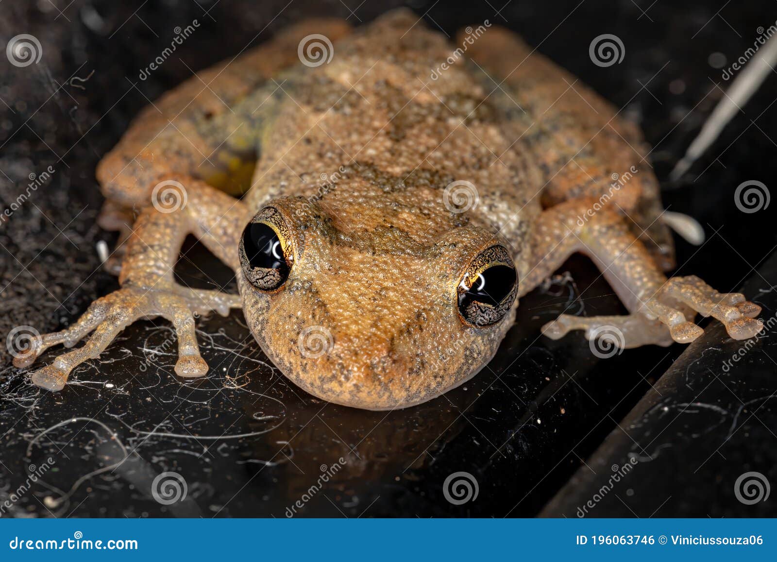 Fuscous-blotched Snouted Tree Frog Stock Photo - Image of camouflage ...