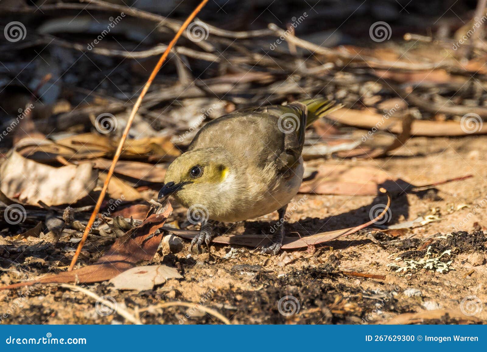 Fuscous Honeyeater in Victoria Australia Stock Photo - Image of ...
