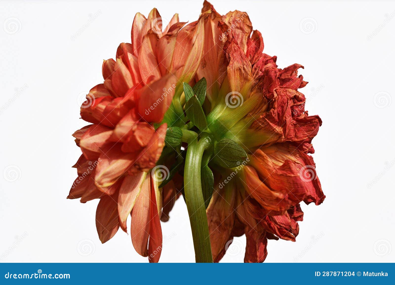 Fused Dahlias. Example of Fasciation in Plants Stock Photo - Image of ...