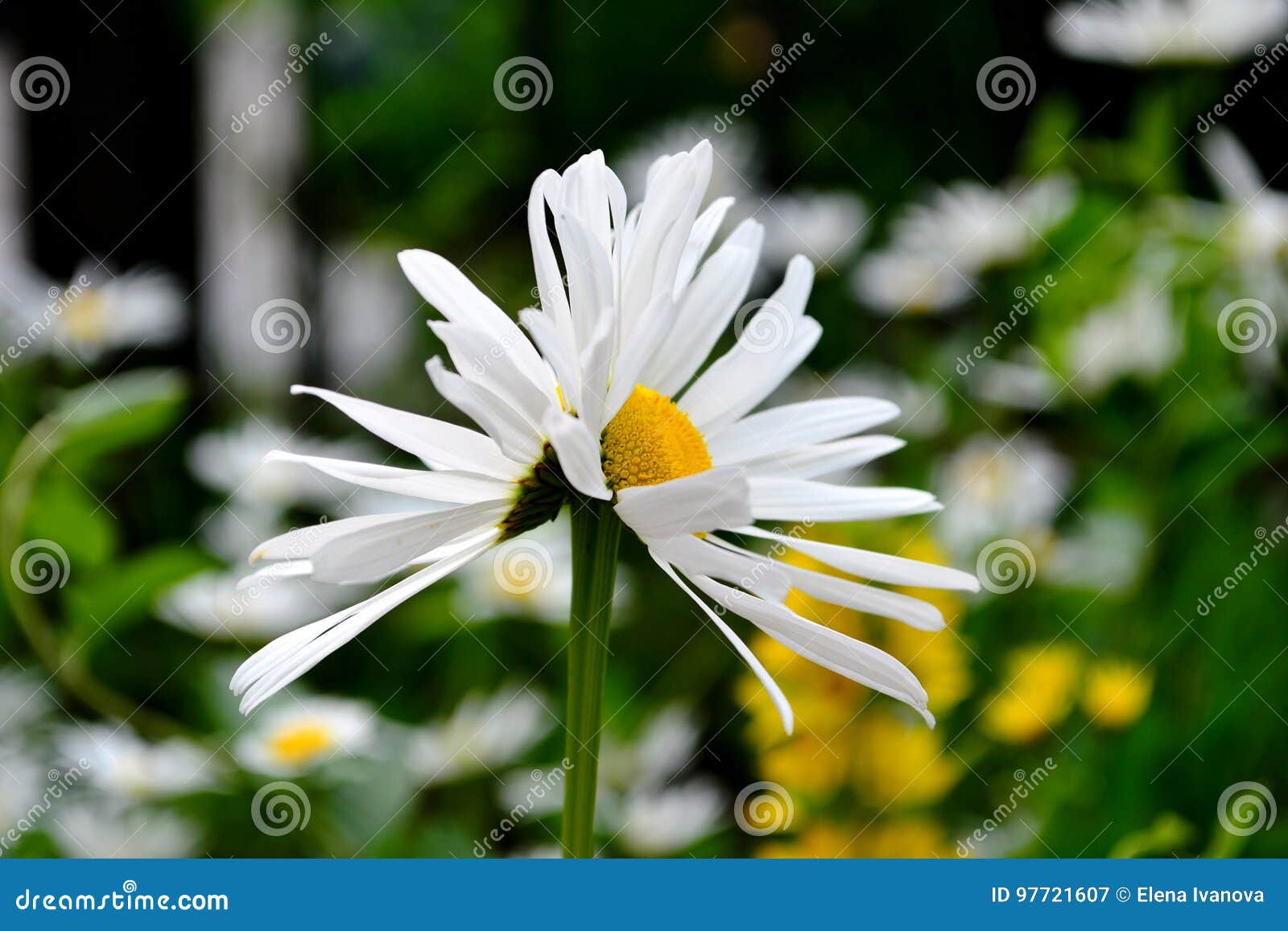 Fused Daisy on a Single Stem Stock Image - Image of pond, mutation ...