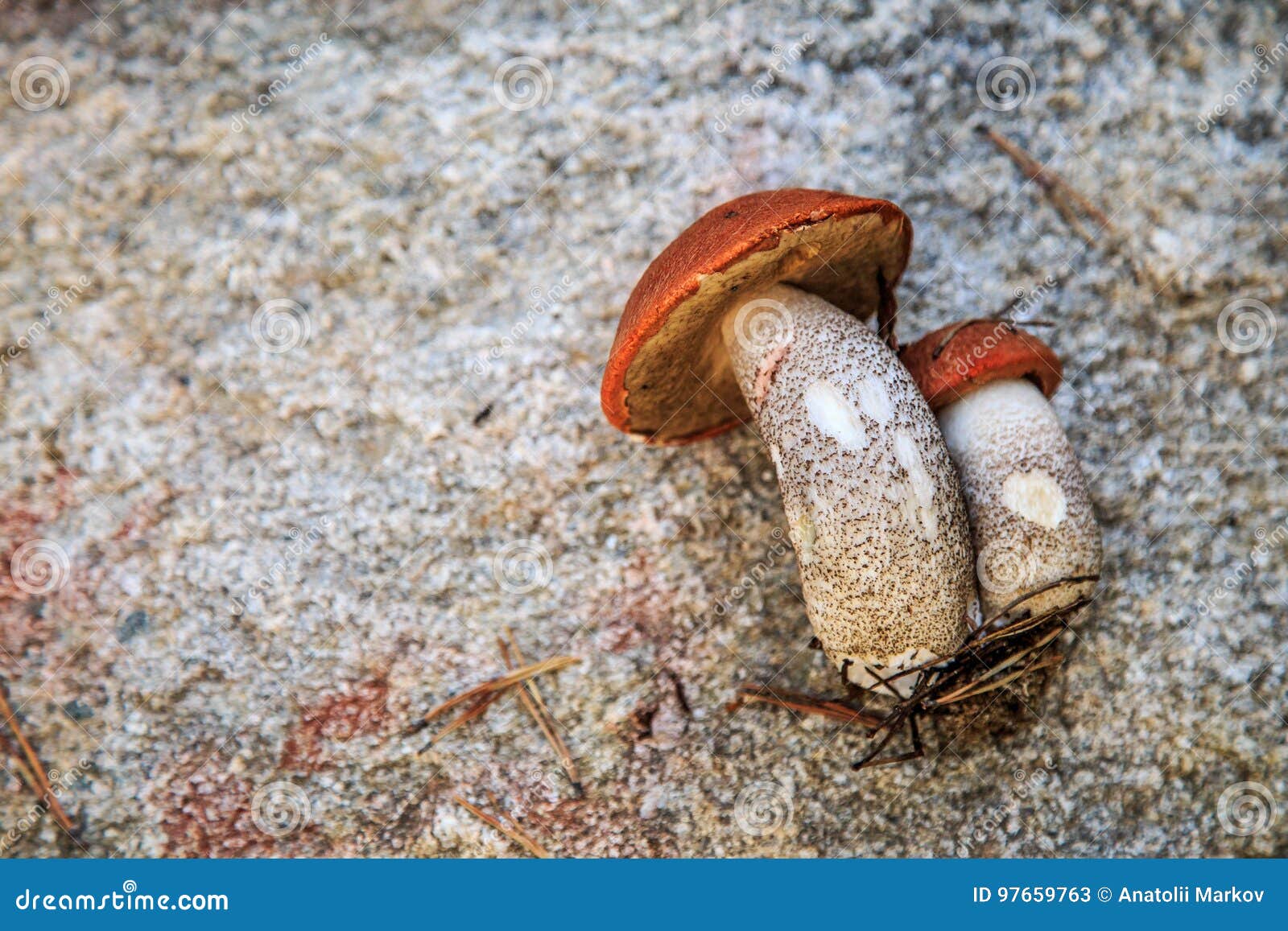 Fused mushrooms stock image. Image of conjoined, autumn - 97659763