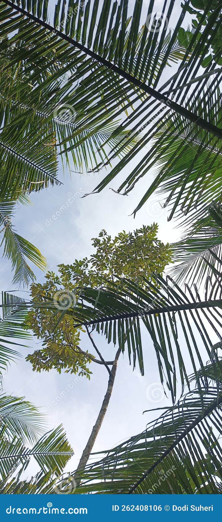 Fused Tree Trunks and Leaves Stock Photo - Image of leaves, vegetation ...