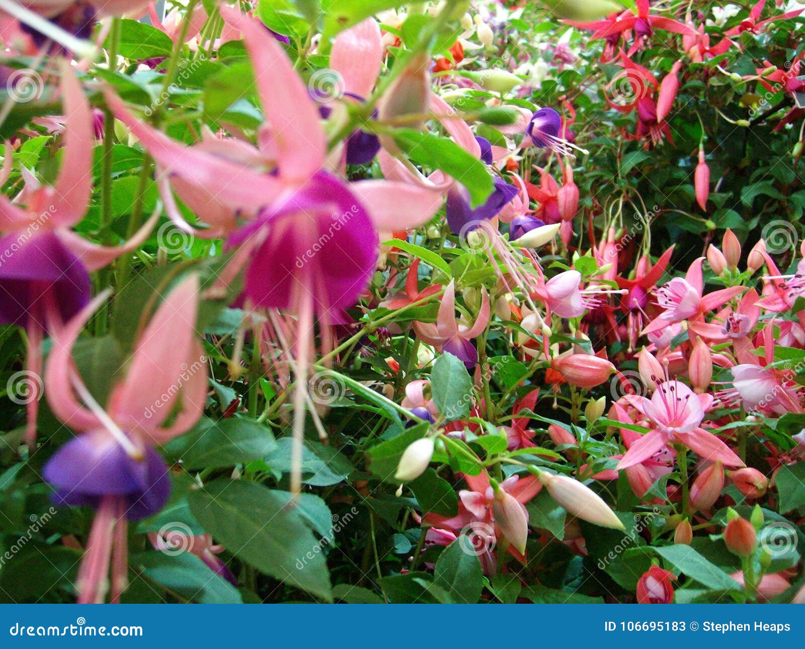 Fushia стоковое изображение. изображение насчитывающей цветок - 106695183