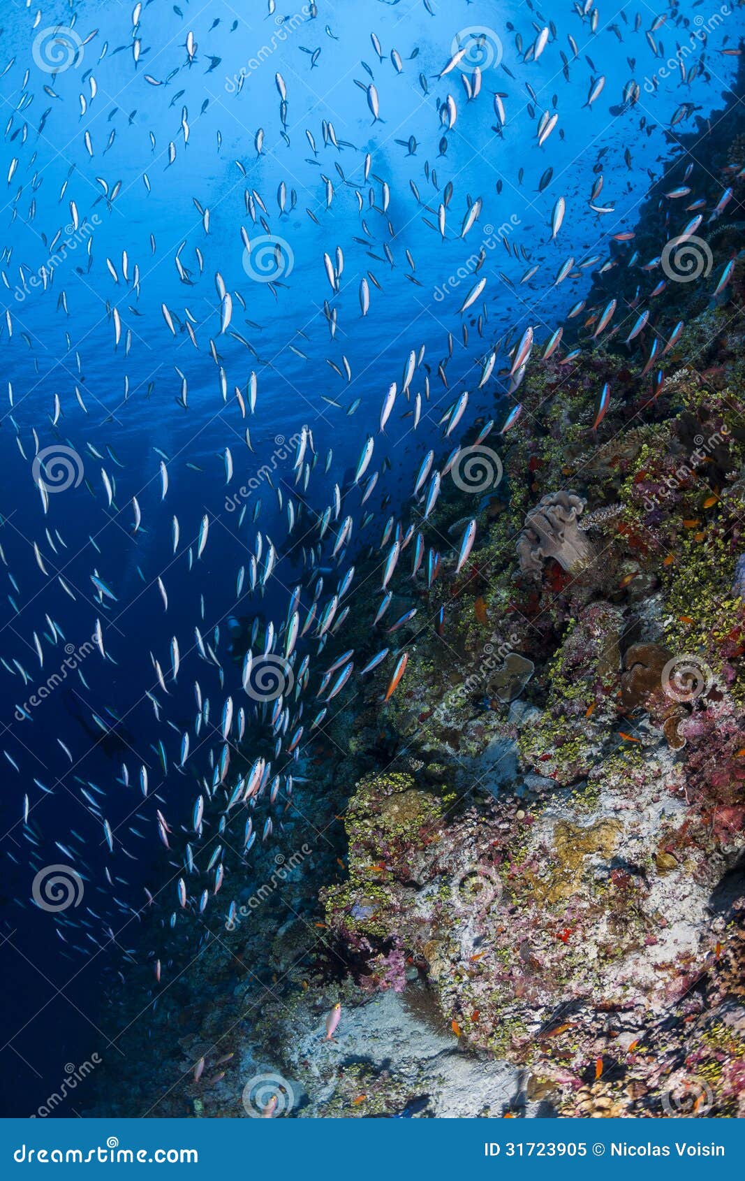 Fusilier fish stock image. Image of fusilier, background - 31723905